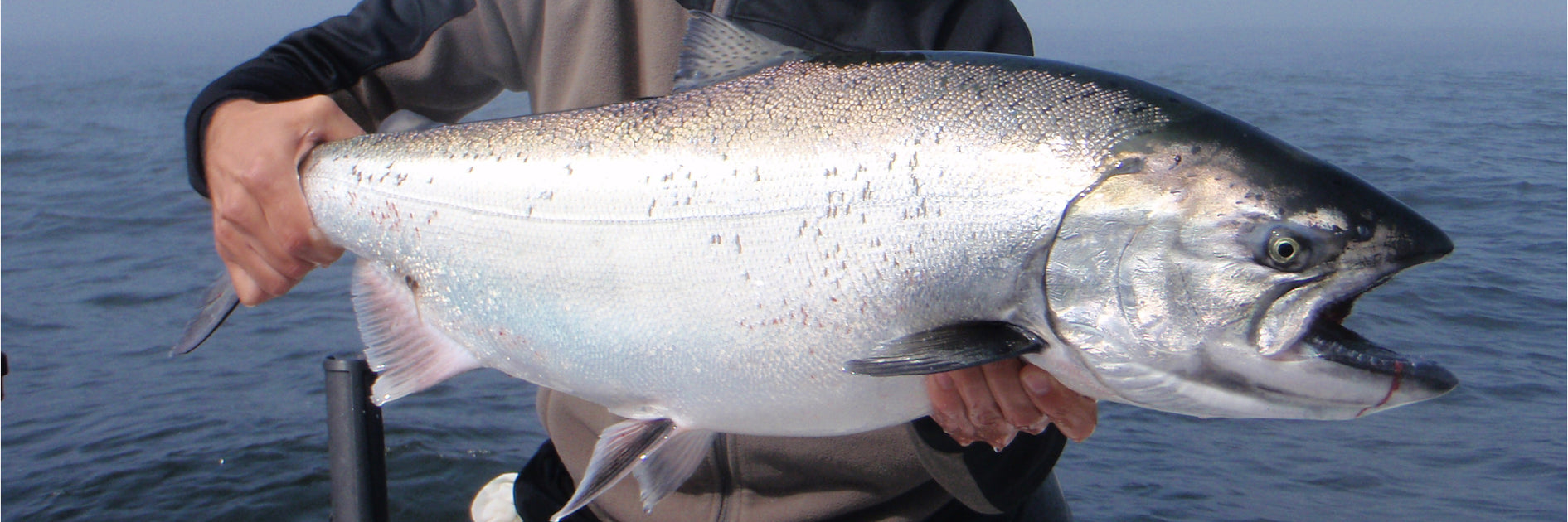 Species Info, Tips & Tricks - Chinook Salmon — Gibbs Fishing
