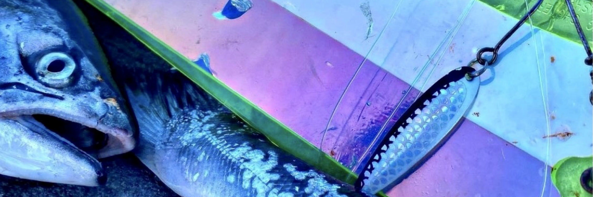 Species Info, Tips & Tricks - Coho Salmon — Gibbs Fishing